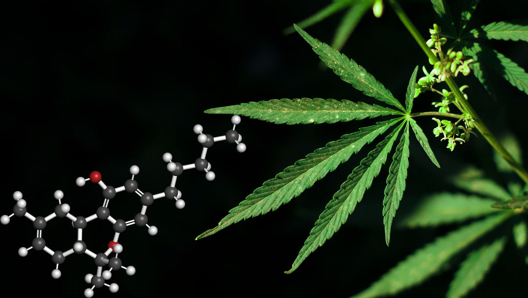What is Delta 8? Does Delta 8 Show Up On A Drug Test? – mint.